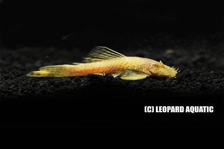 Cat Fish