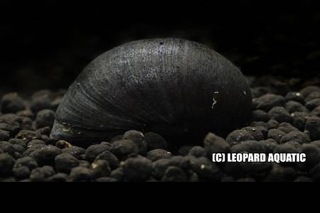 Snail
