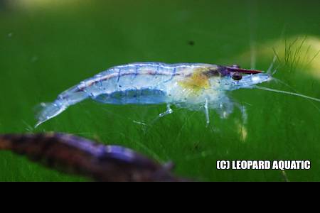 Blue Star Shrimp | Leopard Aquatic Indonesia