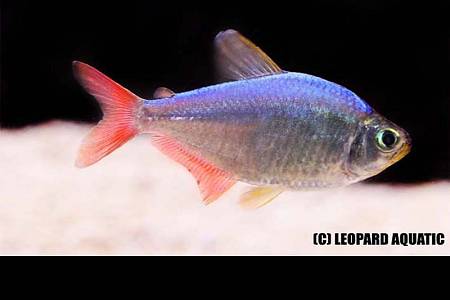 Black Emperor Tetra | Leopard Aquatic Indonesia