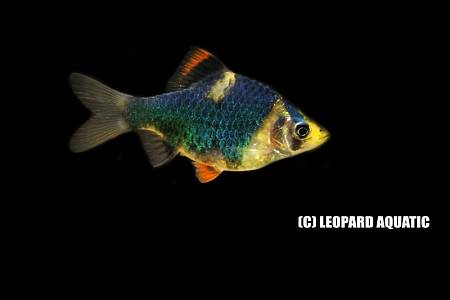 Tiger Barb Albino | Leopard Aquatic Indonesia