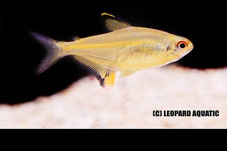 Yellow Phantom Tetra | Leopard Aquatic Indonesia
