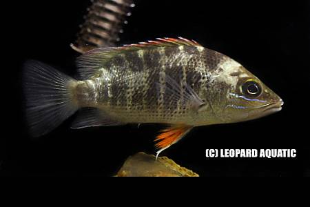 Puffer & Brakishwater Fish