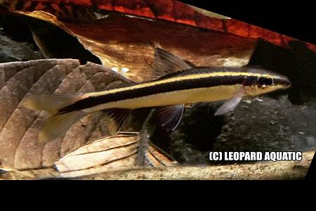 Carp & Loach