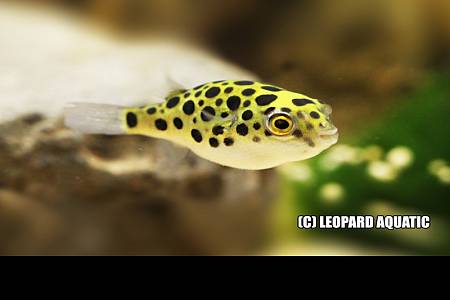 Puffer & Brakishwater Fish