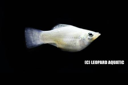 Marble Molly Balloon | Leopard Aquatic Indonesia
