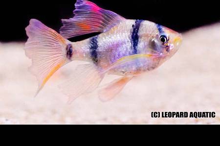 Tiger Barb Albino | Leopard Aquatic Indonesia
