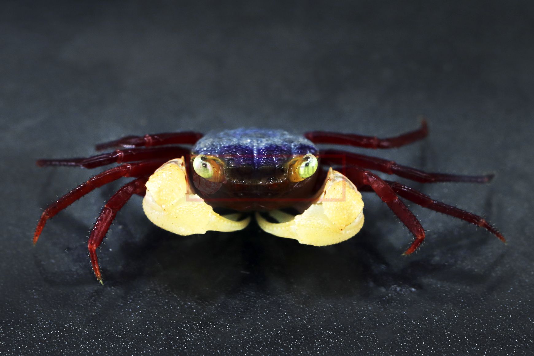 White Mandarin Vampire Crab | Leopard Aquatic Indonesia