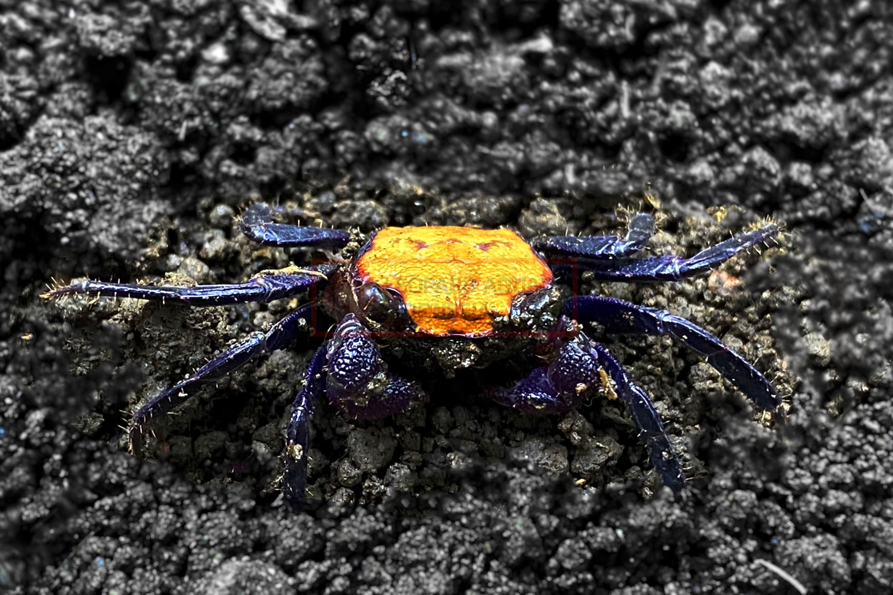Halloween Vampire Crab | Leopard Aquatic Indonesia
