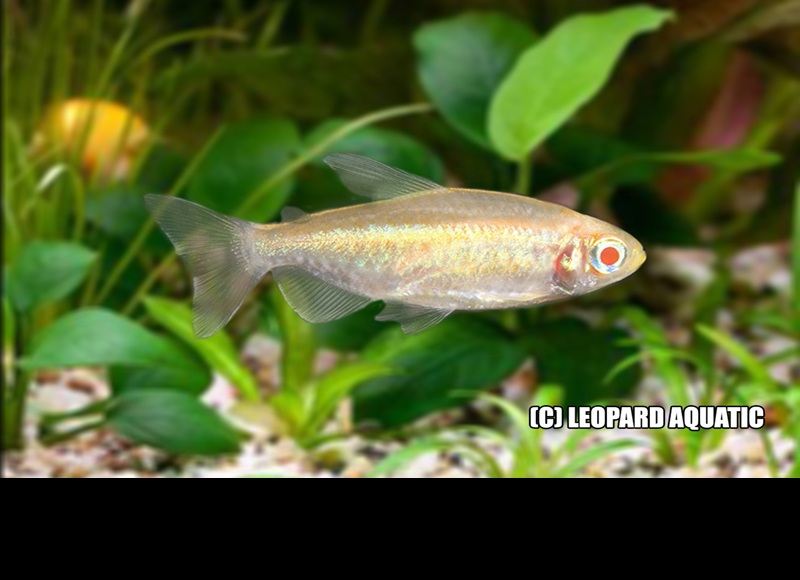 Albino Congo Tetra | Leopard Aquatic Indonesia