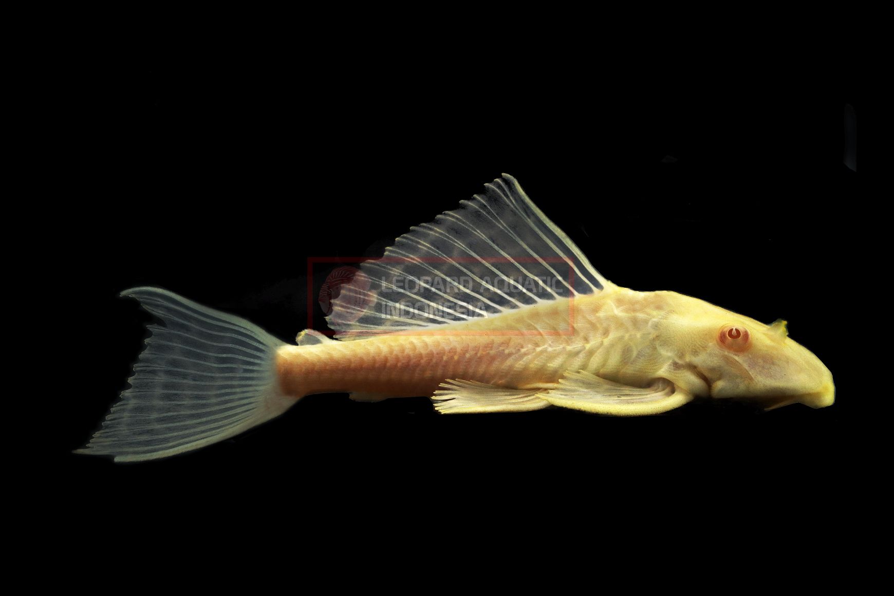 Albino Leopard Sailfin Pleco | Leopard Aquatic Indonesia