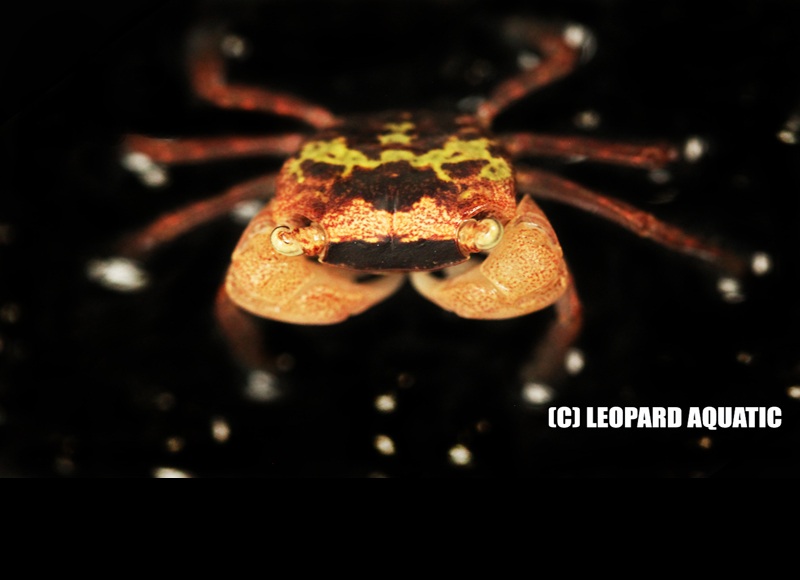 Batik Crab | Leopard Aquatic Indonesia