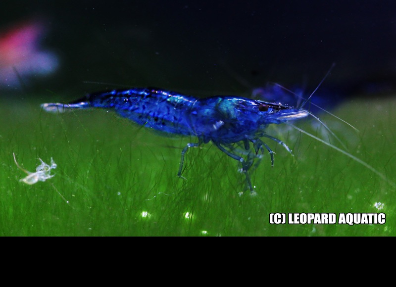 Blue Diamond Shrimp | Leopard Aquatic Indonesia