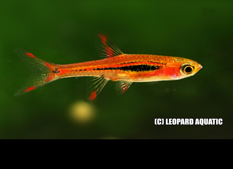 Boraras Brigittae | Leopard Aquatic Indonesia
