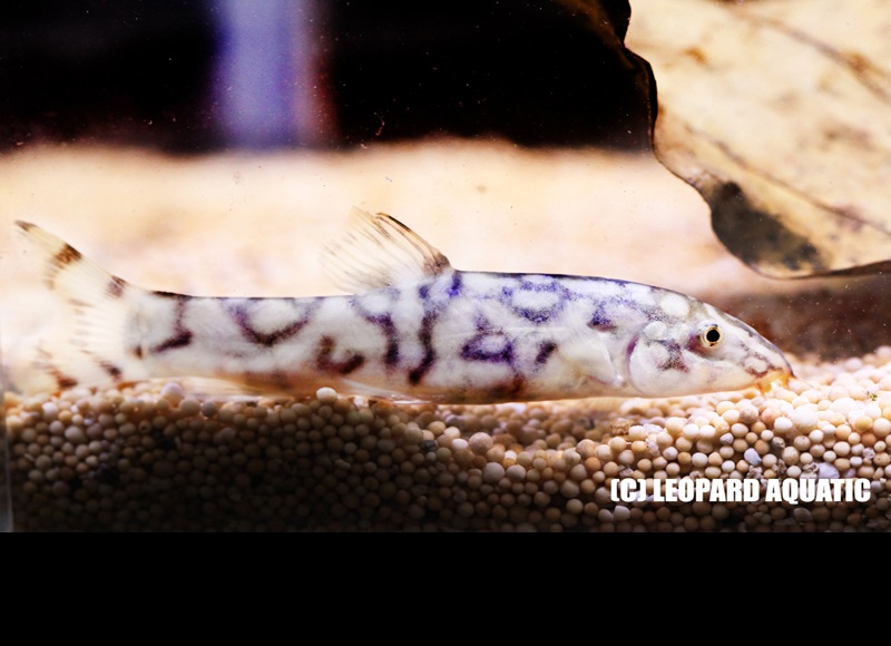Botia Locahata | Leopard Aquatic Indonesia
