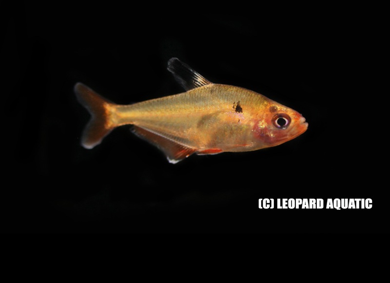 Callistus Tetra | Leopard Aquatic Indonesia