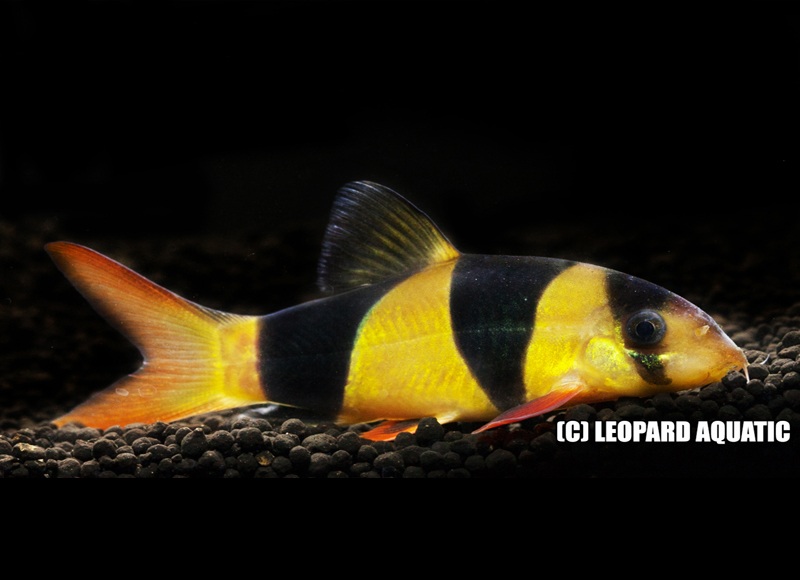 Clown Loach | Leopard Aquatic Indonesia