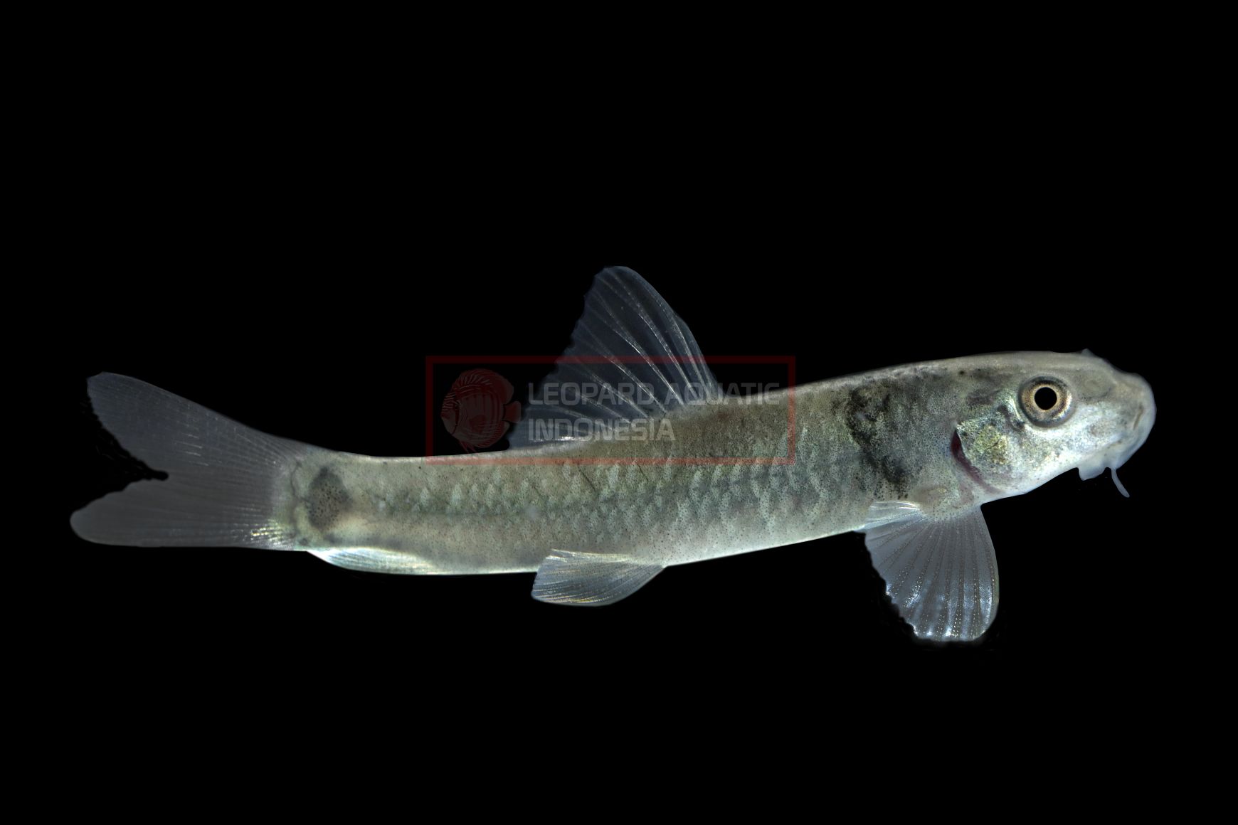 Garra Rufa | Leopard Aquatic Indonesia