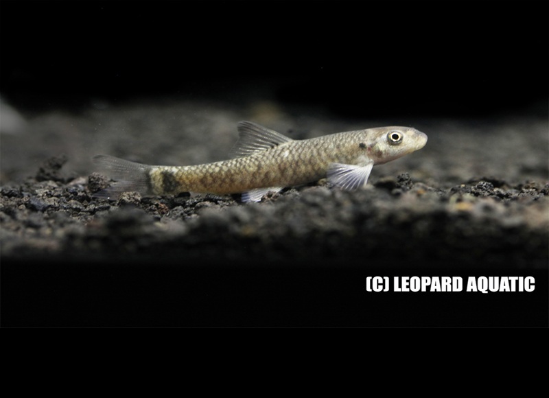 Garra Rufa | Leopard Aquatic Indonesia