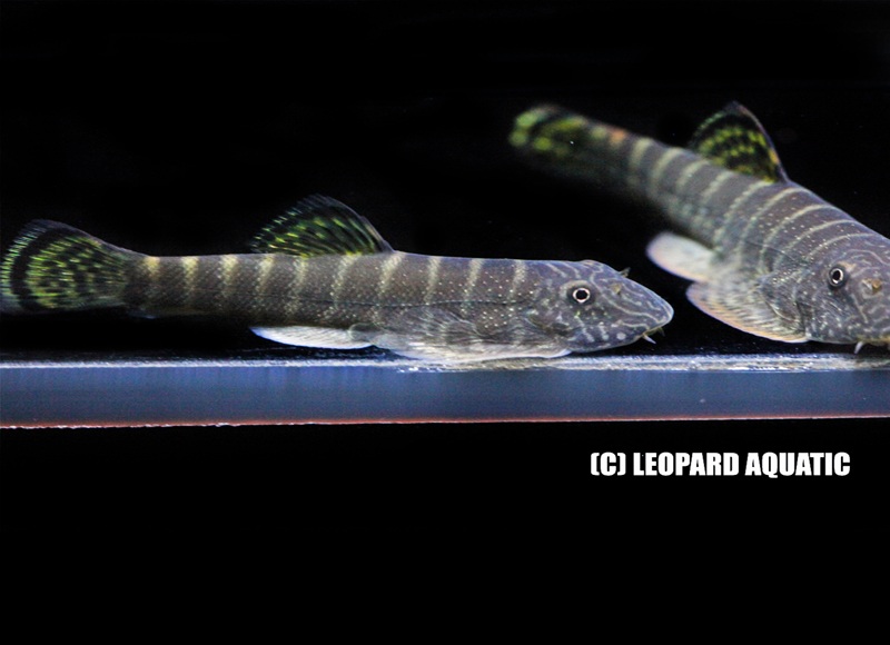 Gastromyzon Viriosus | Leopard Aquatic Indonesia
