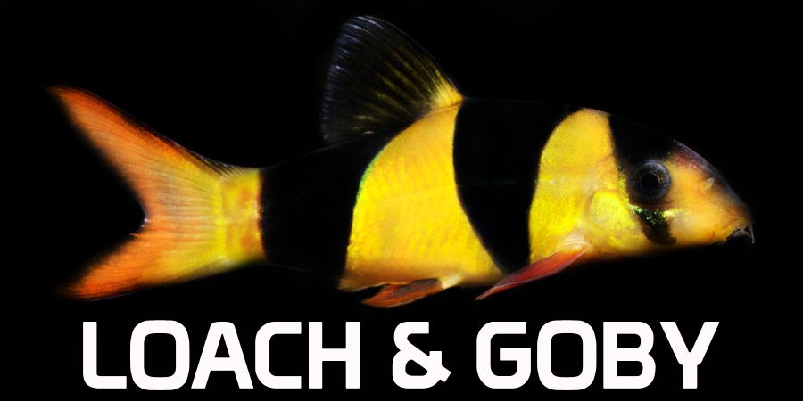 Carp & Loach