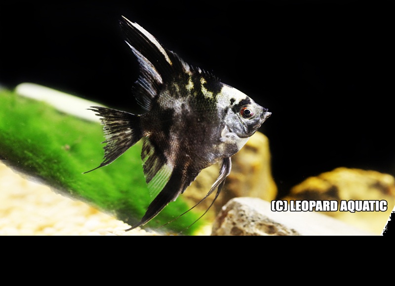 Marble Angelfish | Leopard Aquatic Indonesia