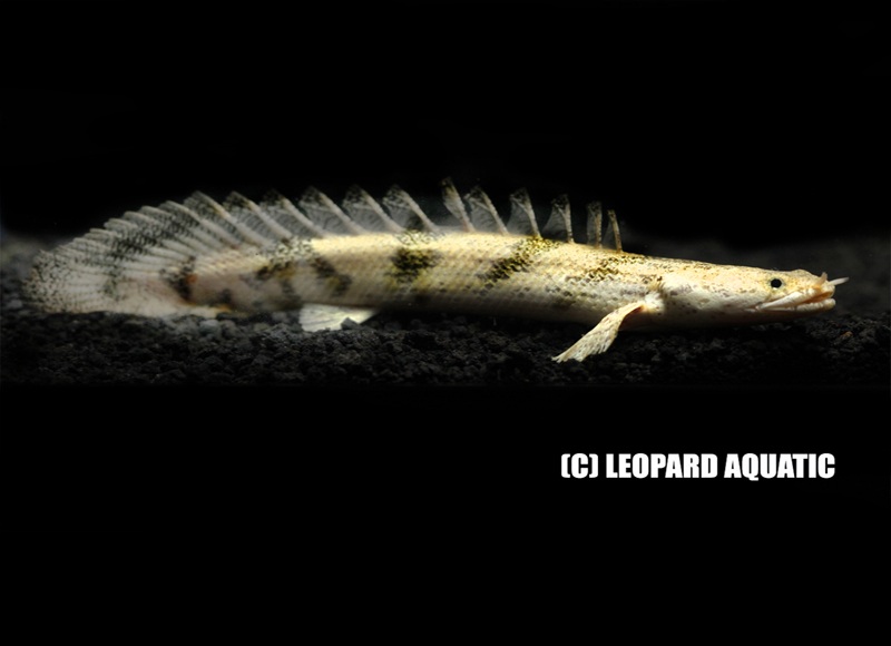 Polypterus Endlicheri. | Leopard Aquatic Indonesia