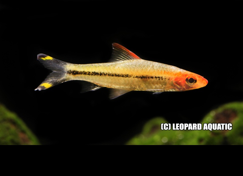 Puntius Denisonii | Leopard Aquatic Indonesia