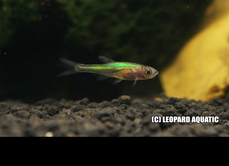 Rasbora Axelrodi Green | Leopard Aquatic Indonesia