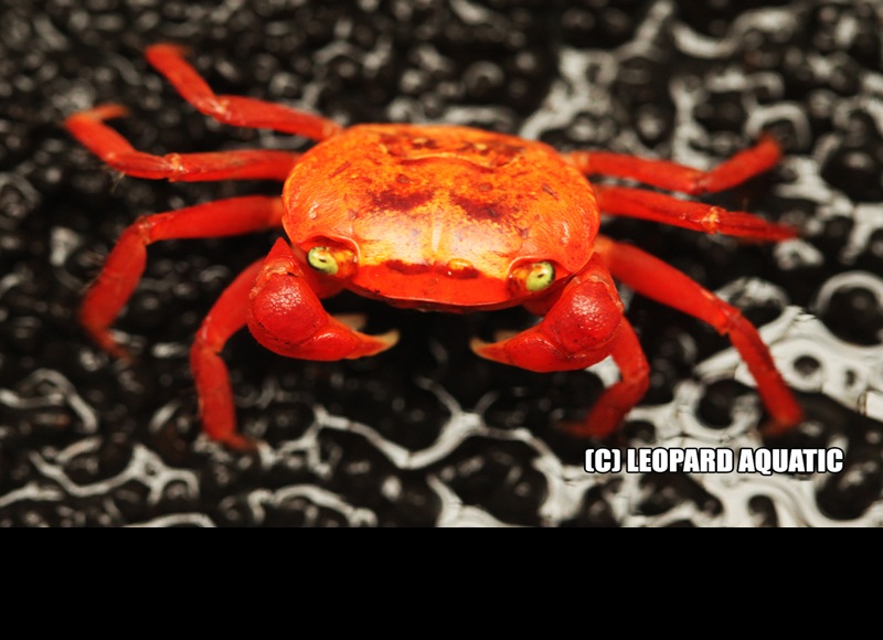 Red Apple Crab Female | Leopard Aquatic Indonesia