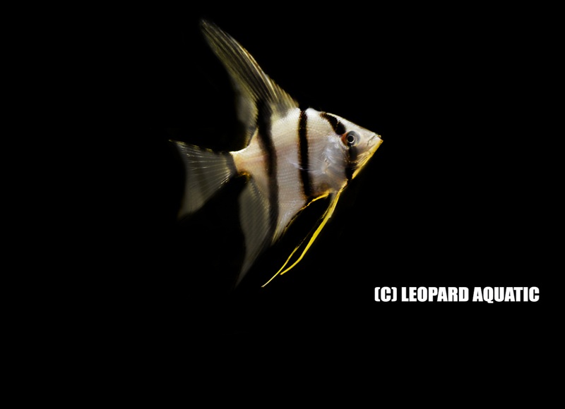 Rio Xingu Angelfish | Leopard Aquatic Indonesia