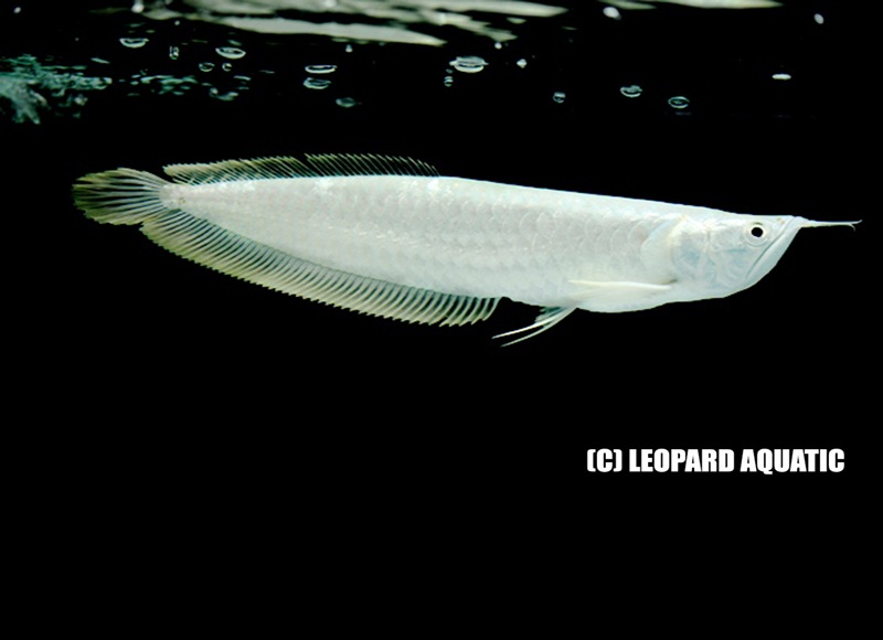 Silver Arowana Platinum | Leopard Aquatic Indonesia