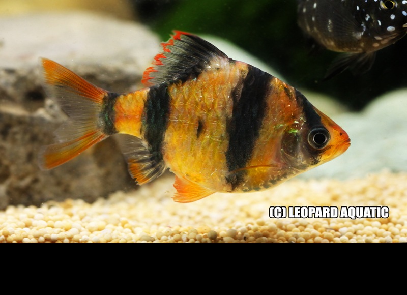 Tiger Barb | Leopard Aquatic Indonesia
