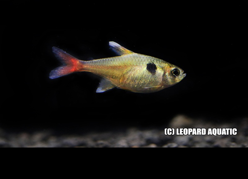 Yellow Phantom Tetra | Leopard Aquatic Indonesia